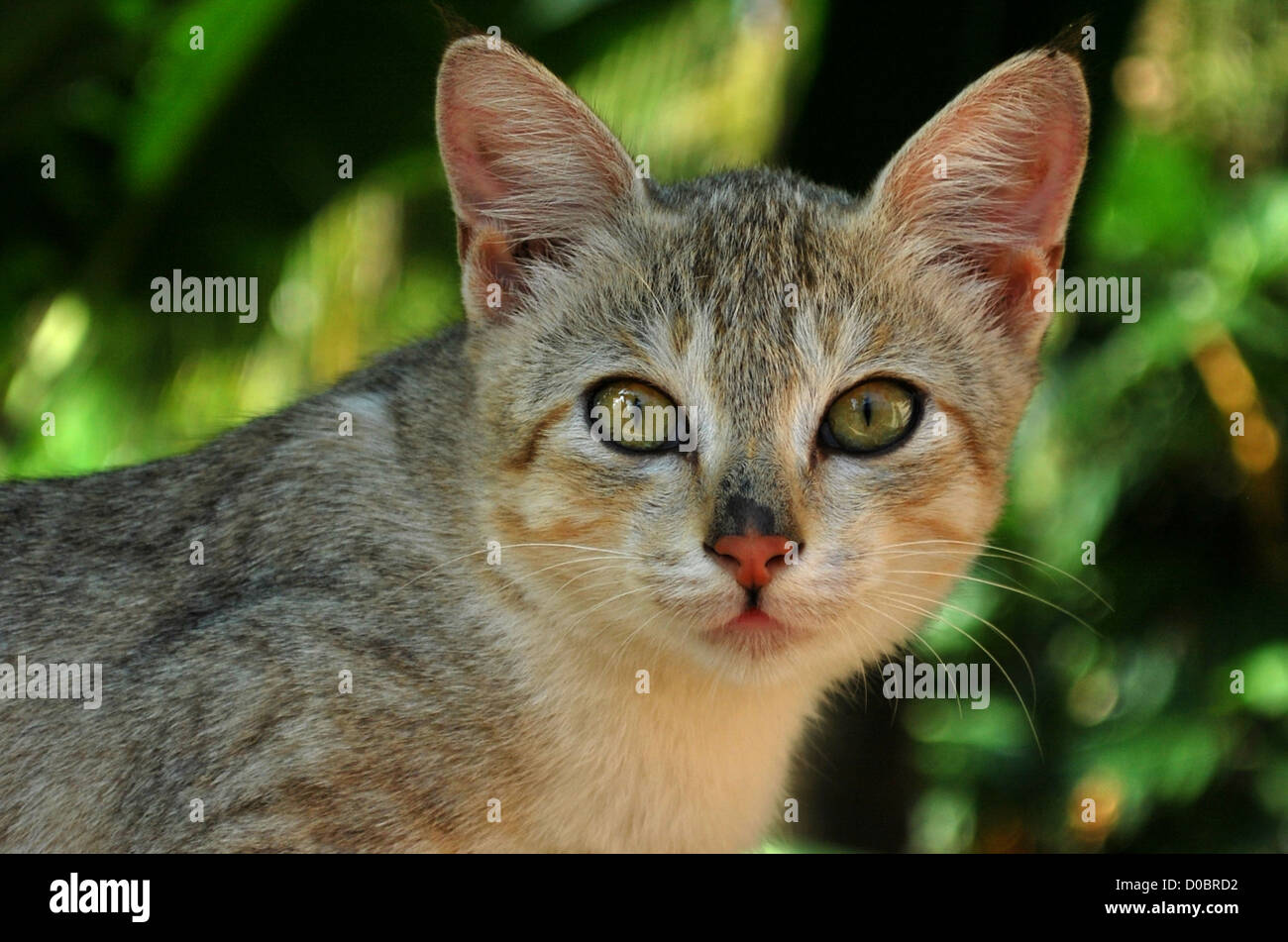 grey wild cat staring Stock Photo - Alamy