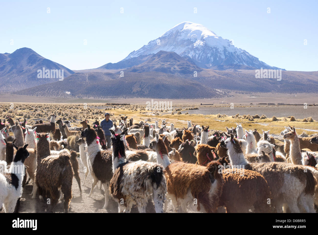 Indian llama herder hi-res stock photography and images - Alamy