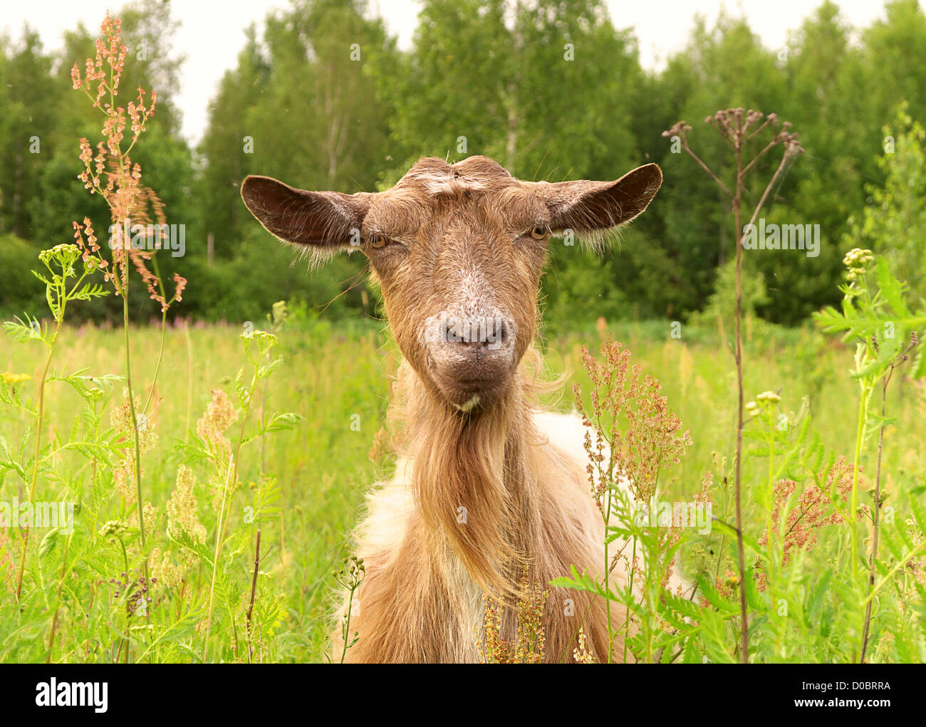 Brown Goat in green village field Farm Animal Stock Photo - Alamy