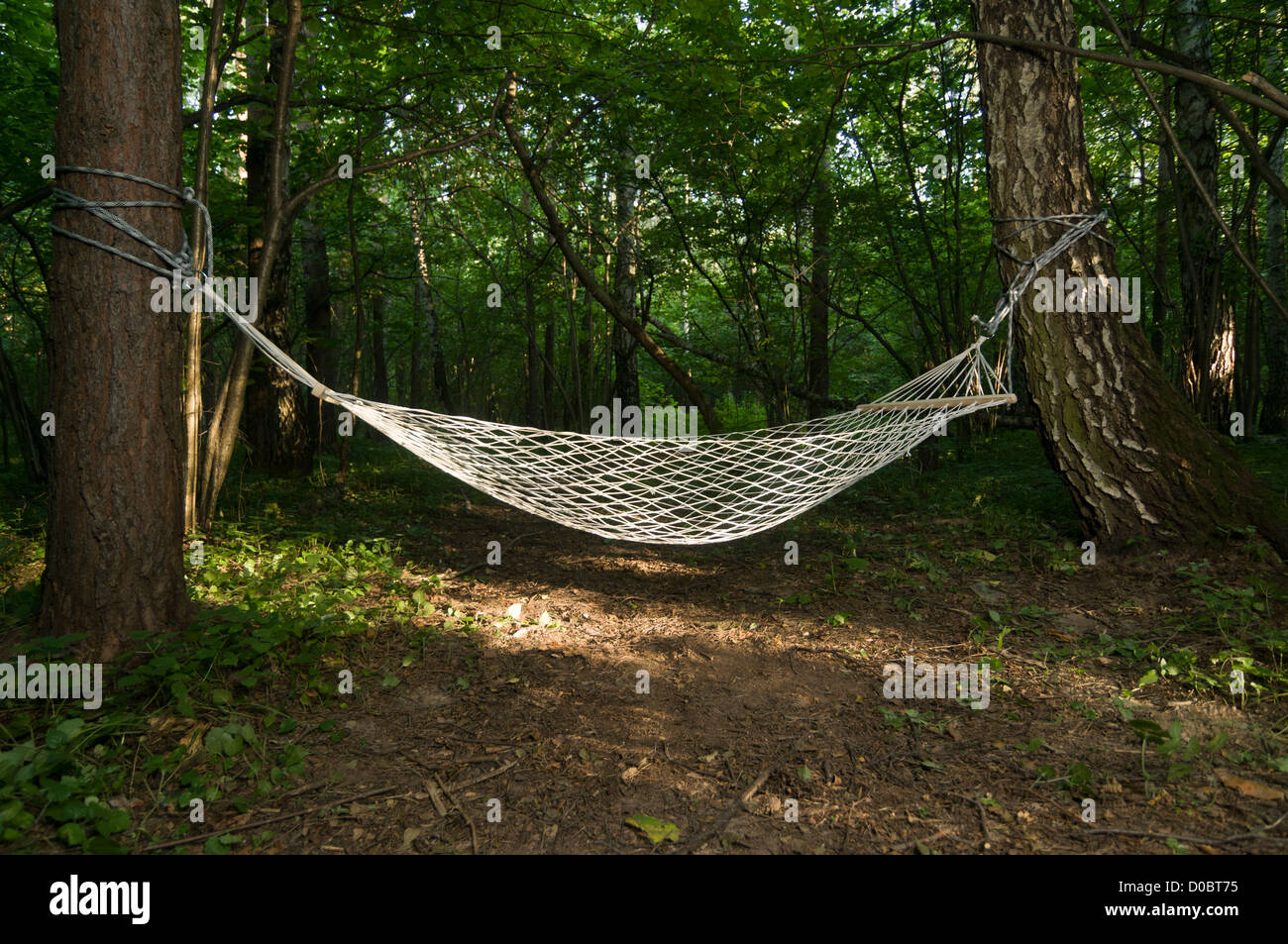 hammock forest trees sunlight empty hanging nobody Stock Photo - Alamy