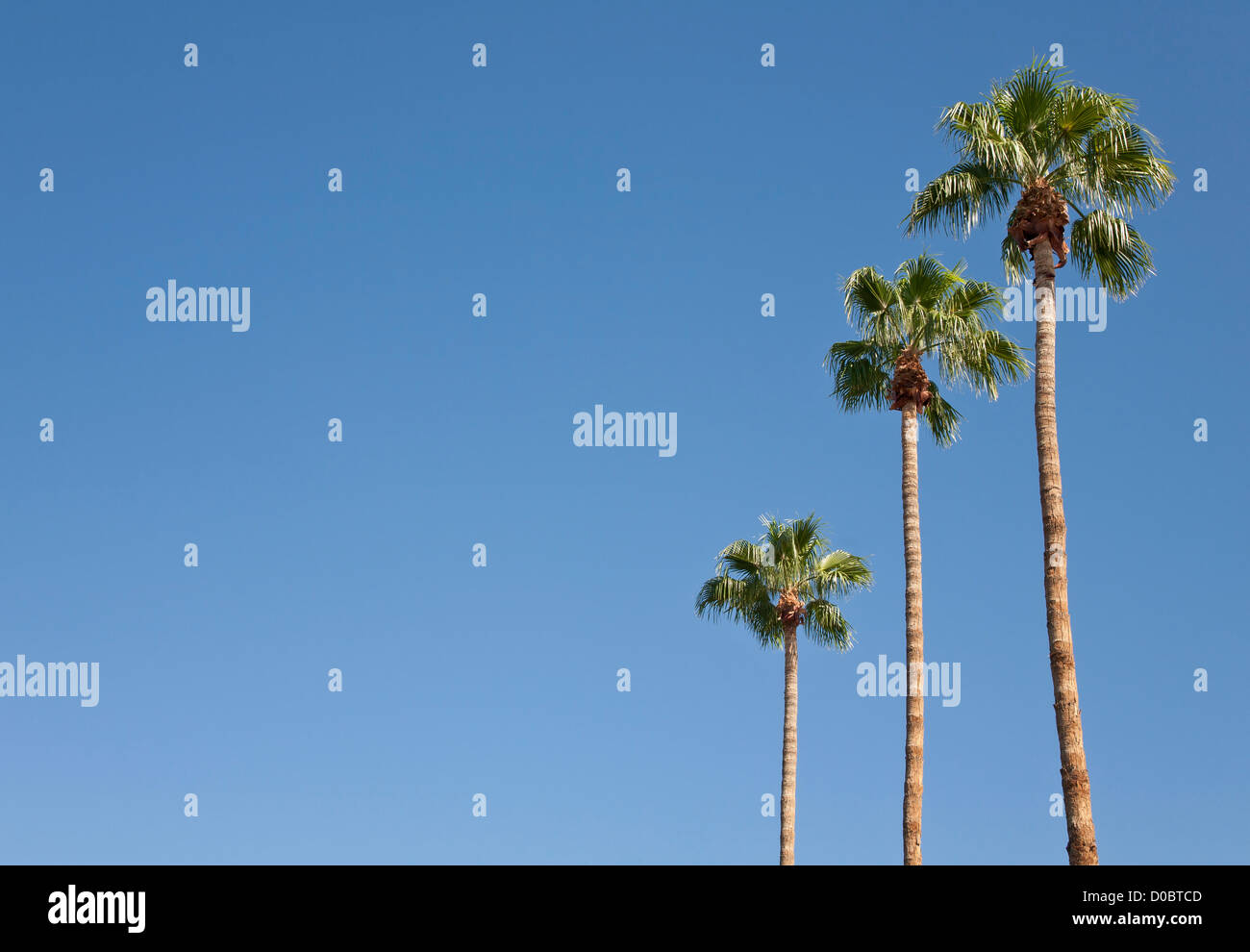 Three palm trees Stock Photo - Alamy