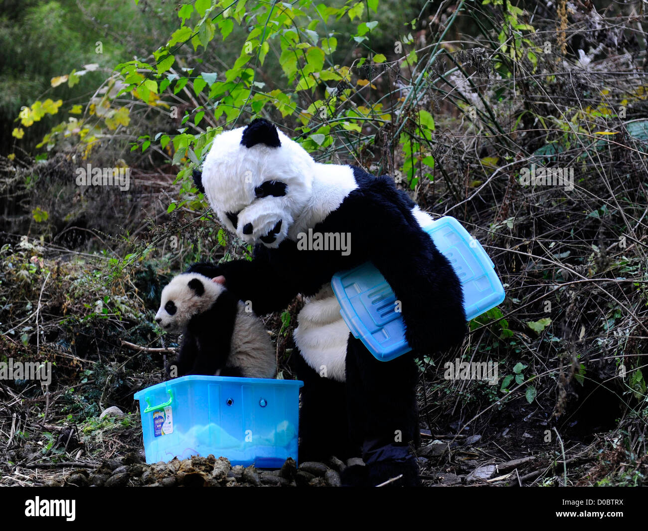 A researcher in panda costume approaches four-month-old panda cub for ...