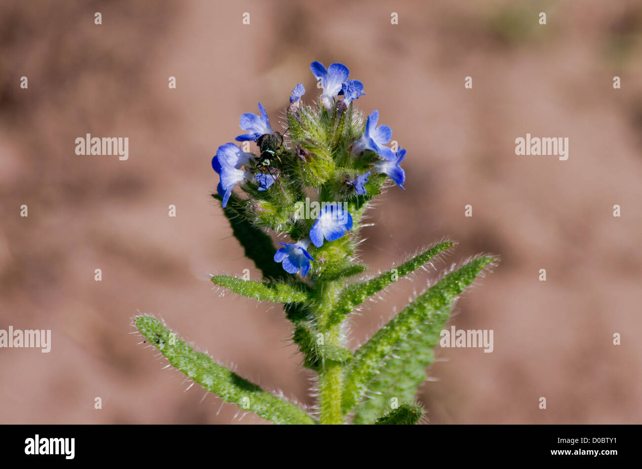 Bugloss Lycopsis arvensis Stock Photo - Alamy