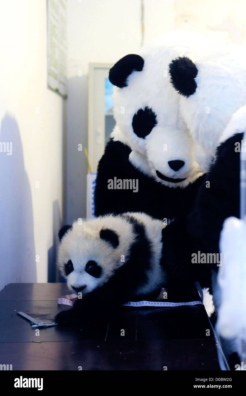 A researcher in a panda costume approaches a four-month-old panda cub ...