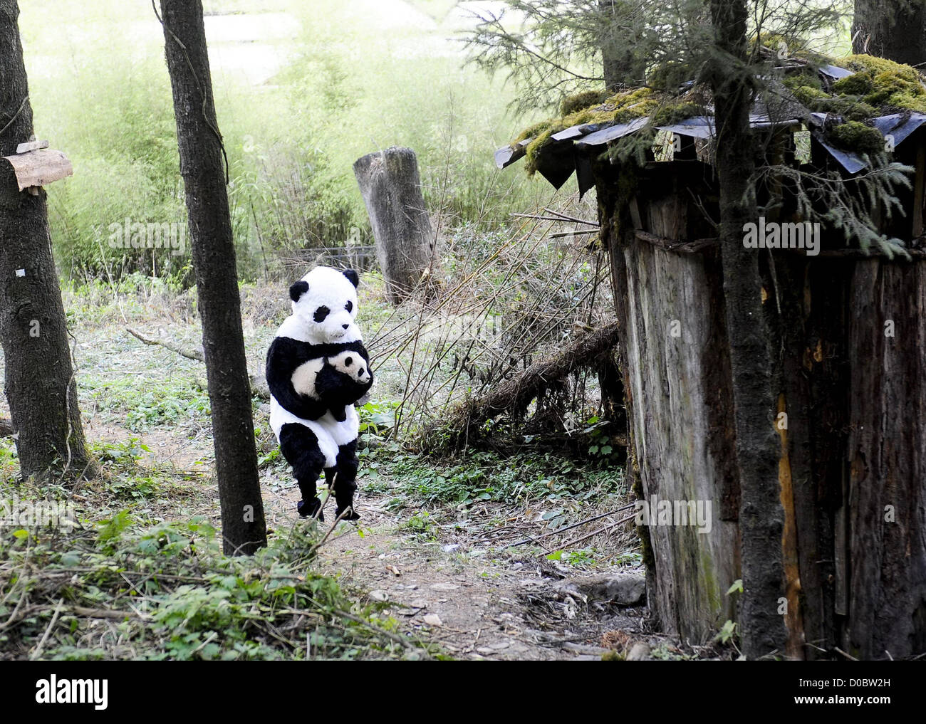 A researcher in a panda costume approaches a four-month-old panda cub a ...