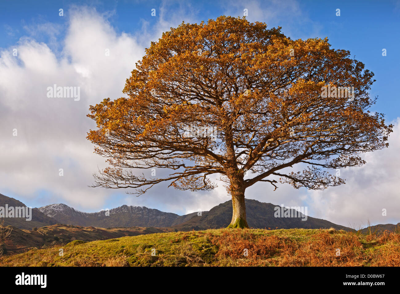An oak tree ablaze with Autumnal colours in the Lake district, Cumbria ...