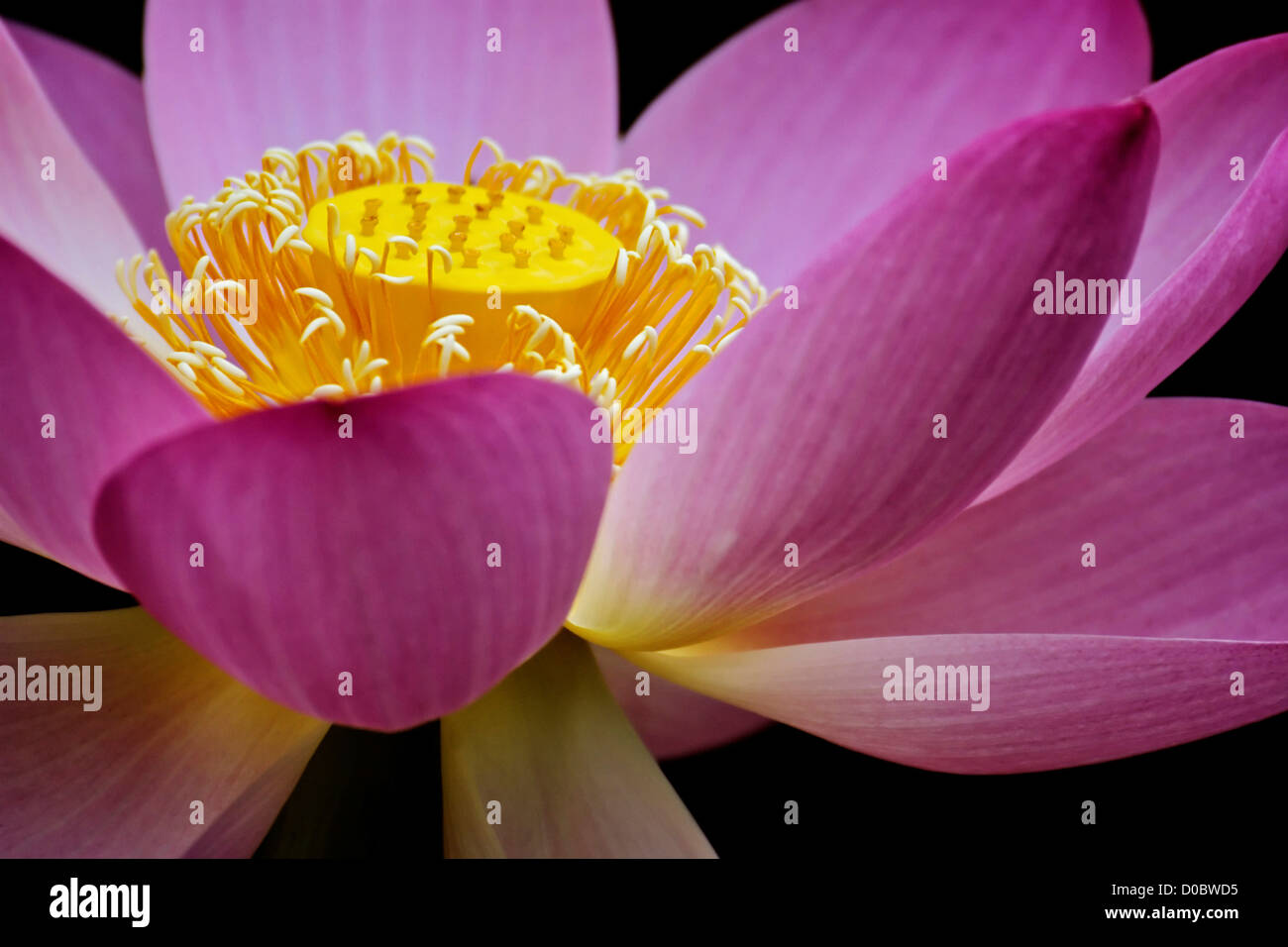 Water lotus dramatic hi-res stock photography and images - Alamy