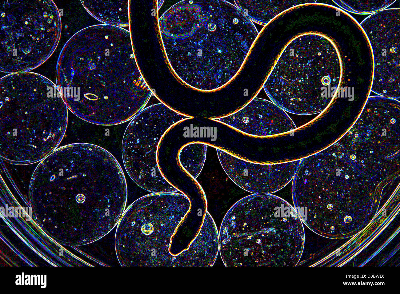 Predator in a Cellular Environment Stock Photo - Alamy