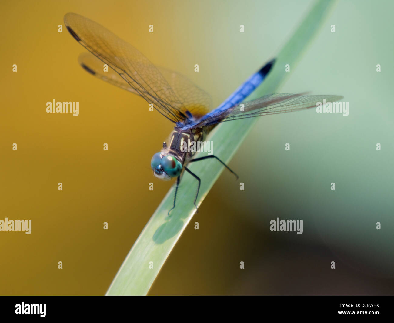 Dragonfly on Blade of Grass Stock Photo - Alamy