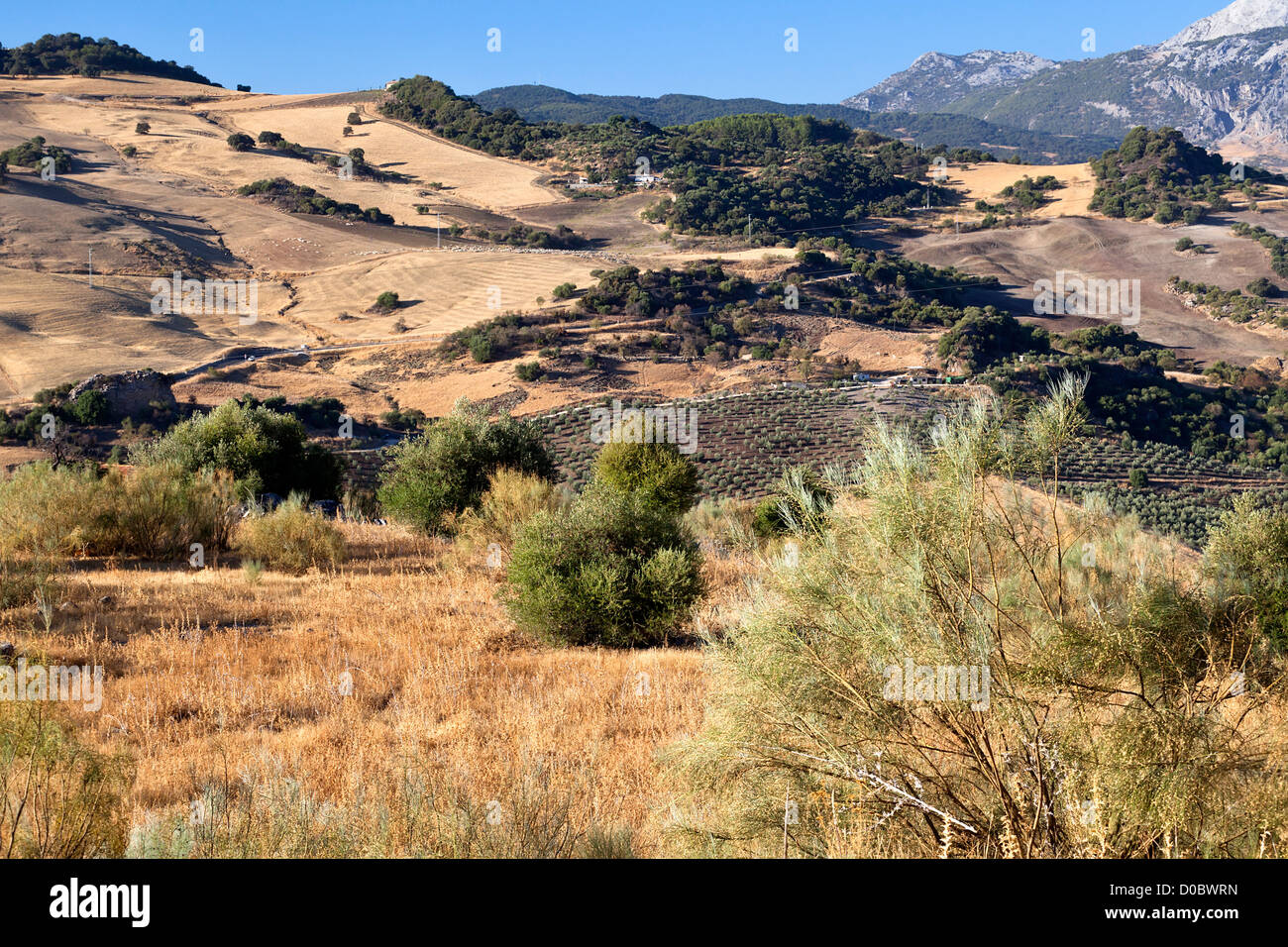 rural Andalusian landscape with fields, olive trees and hills Stock ...