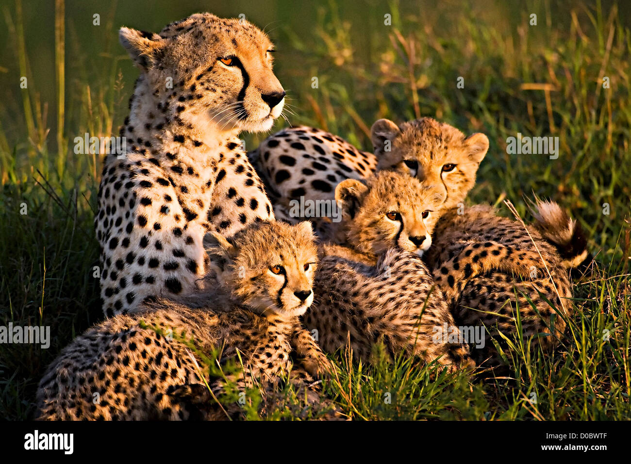 Cheetah Mother and Her Young at Dawn Stock Photo - Alamy