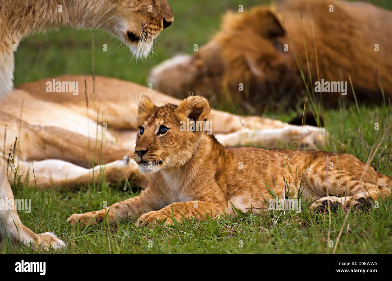 Young Lion Cub Stock Photo - Alamy