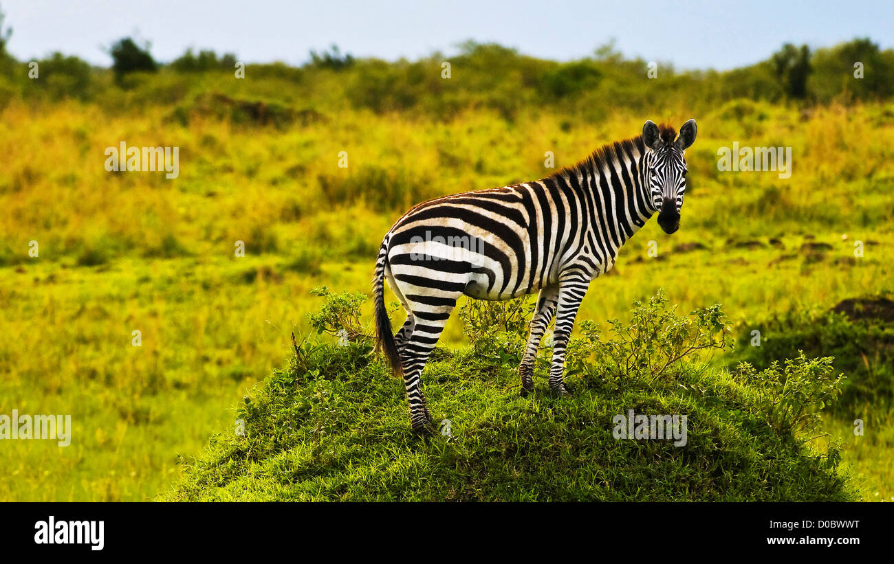 African anthill hi-res stock photography and images - Alamy