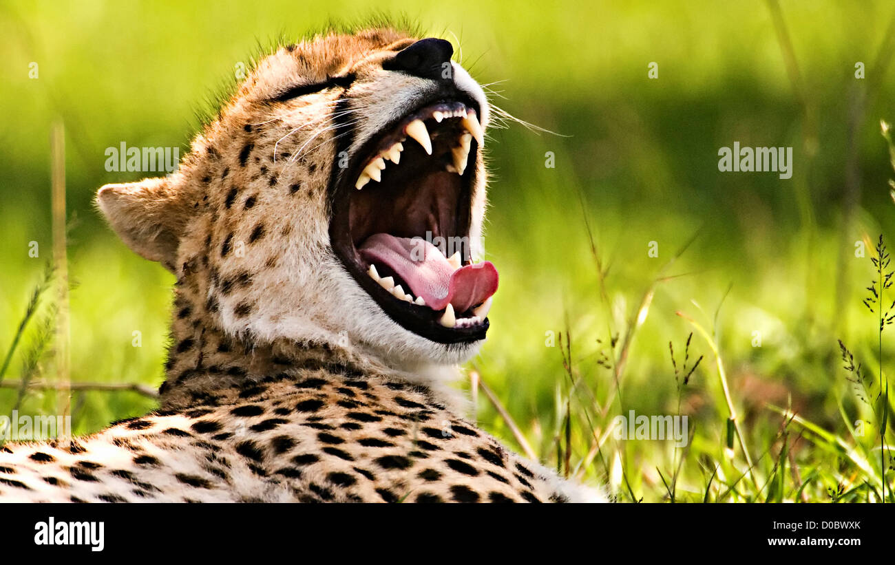 Cheetah yawn close up hi-res stock photography and images - Alamy