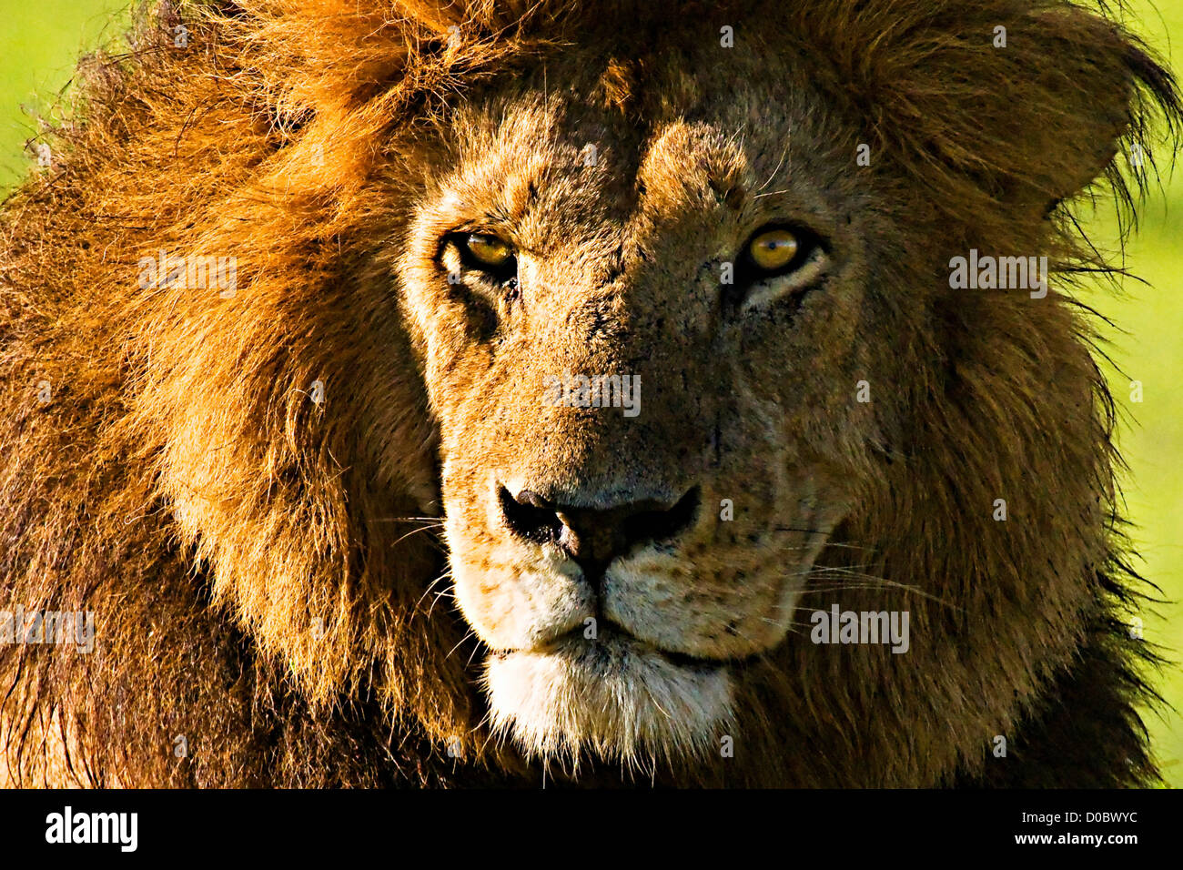 Face of a Lion Stock Photo - Alamy