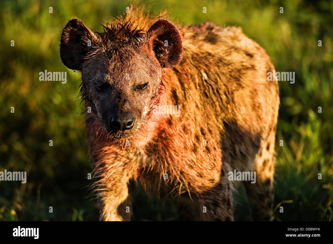 Bloody hyena hi-res stock photography and images - Alamy