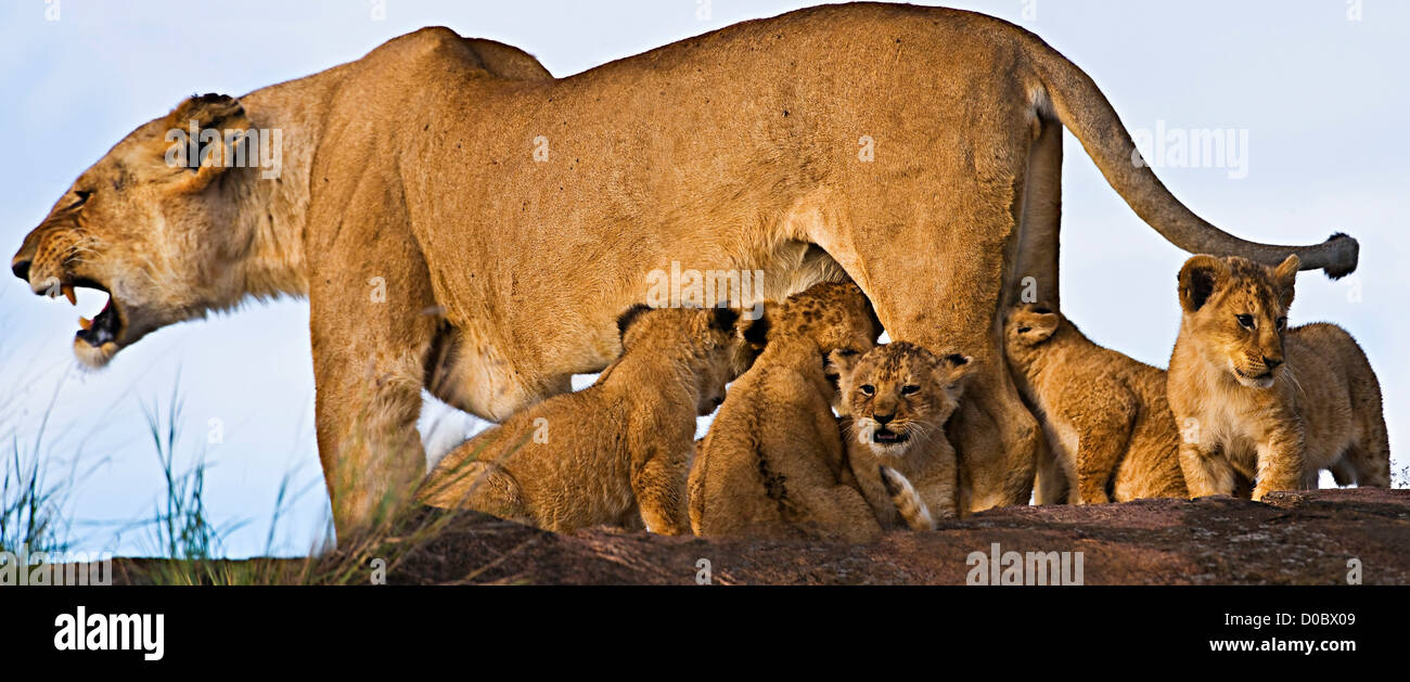 Lioness Nursing Stock Photo - Alamy