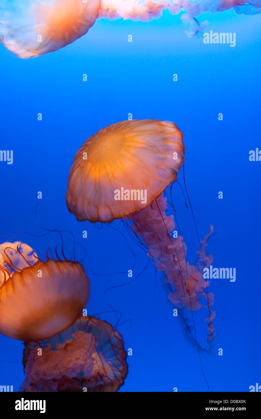 Jellyfish Swimming In the Ocean Stock Photo - Alamy