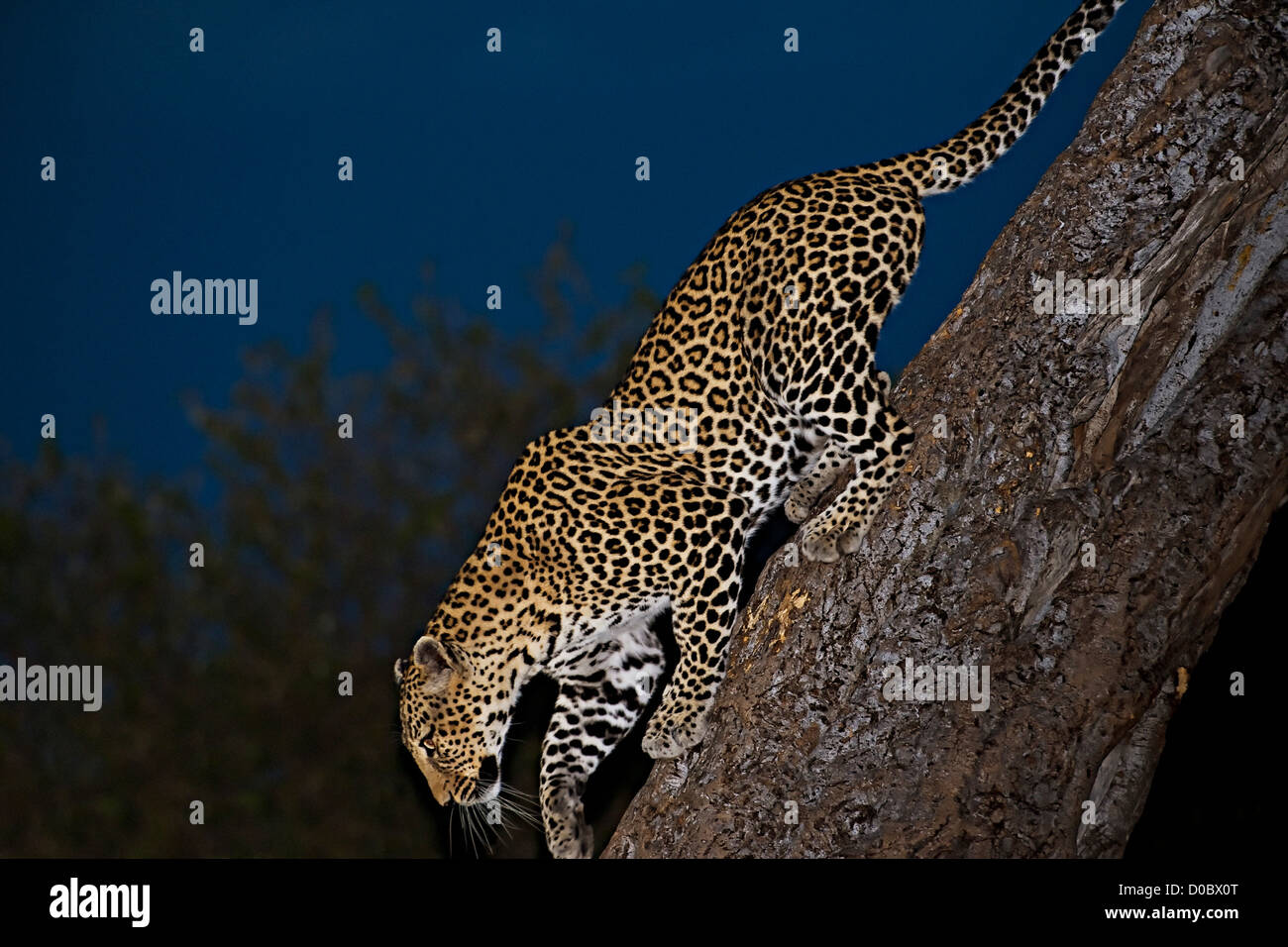 Leopard Climbing Down Tree Stock Photo - Alamy