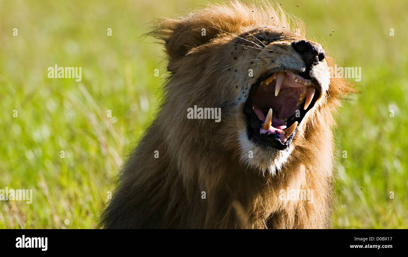 Lion Showing Teeth Stock Photo - Alamy