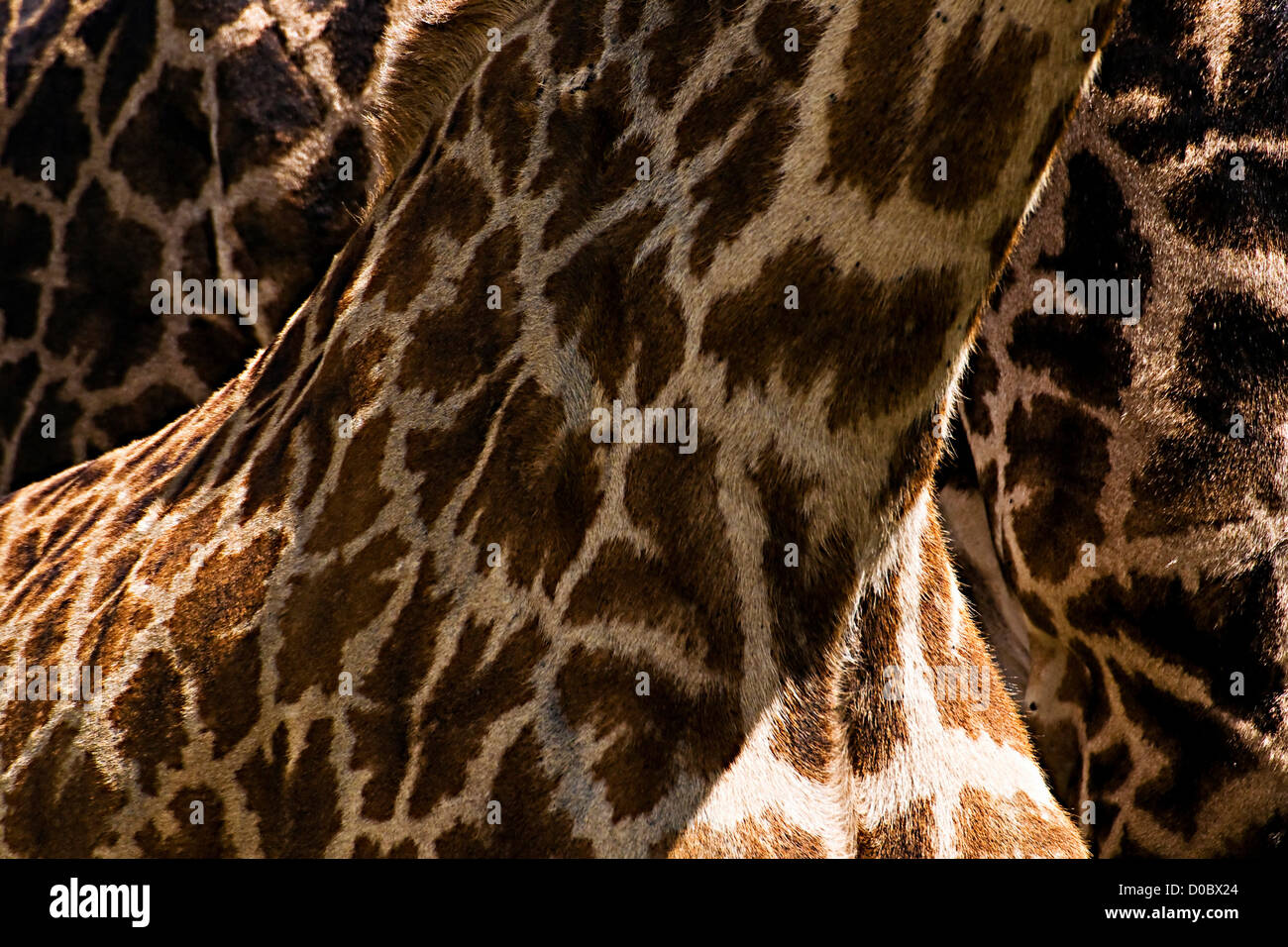 Fur of a Masai Giraffe Stock Photo - Alamy