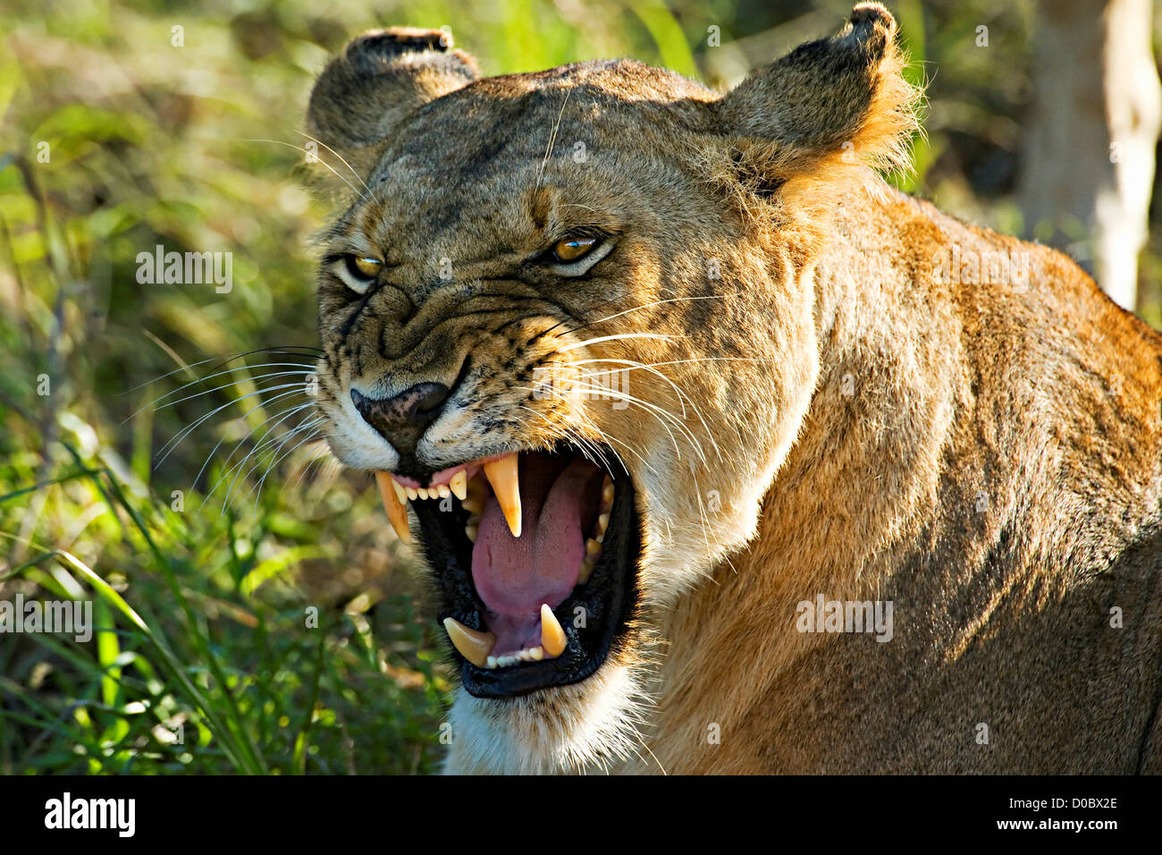 Snarling female african lion panthera leo hi-res stock photography and images - Alamy