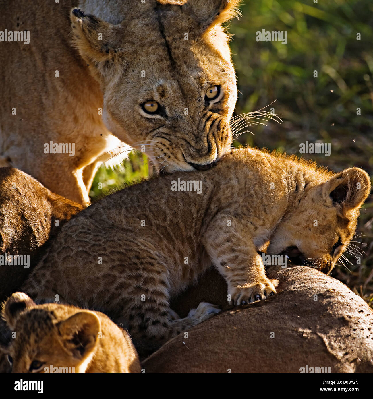 Lionness cub hi-res stock photography and images - Alamy