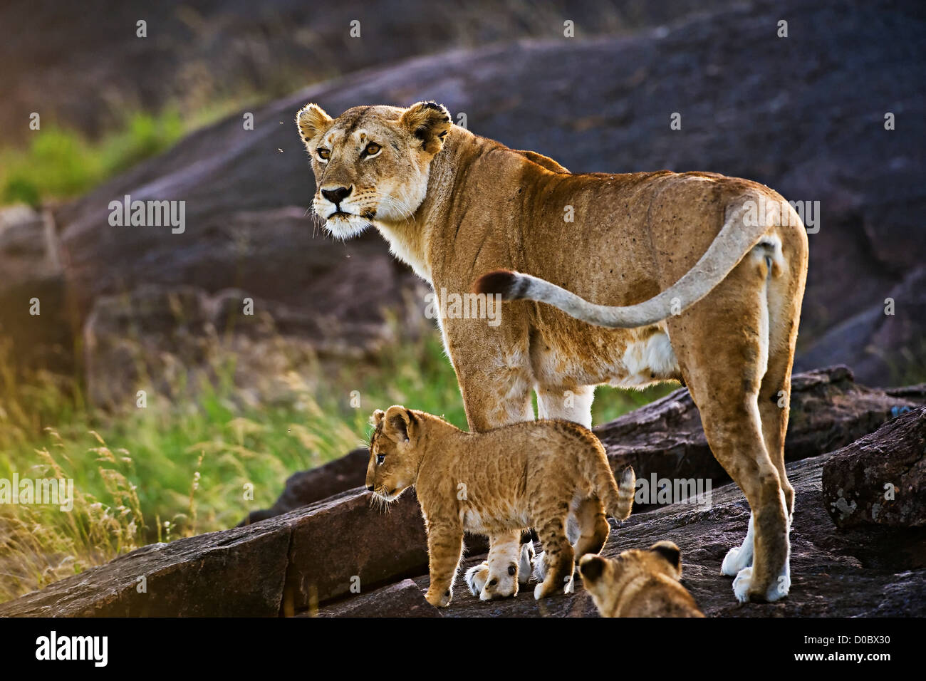 Lionness with Cubs Stock Photo - Alamy