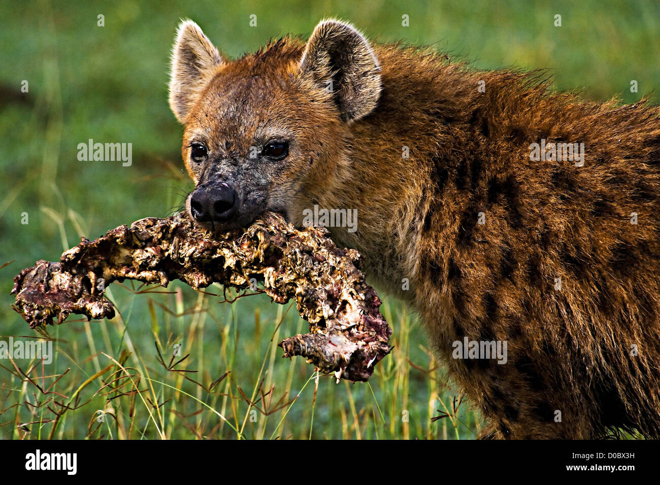 Hyena with Spine Stock Photo - Alamy