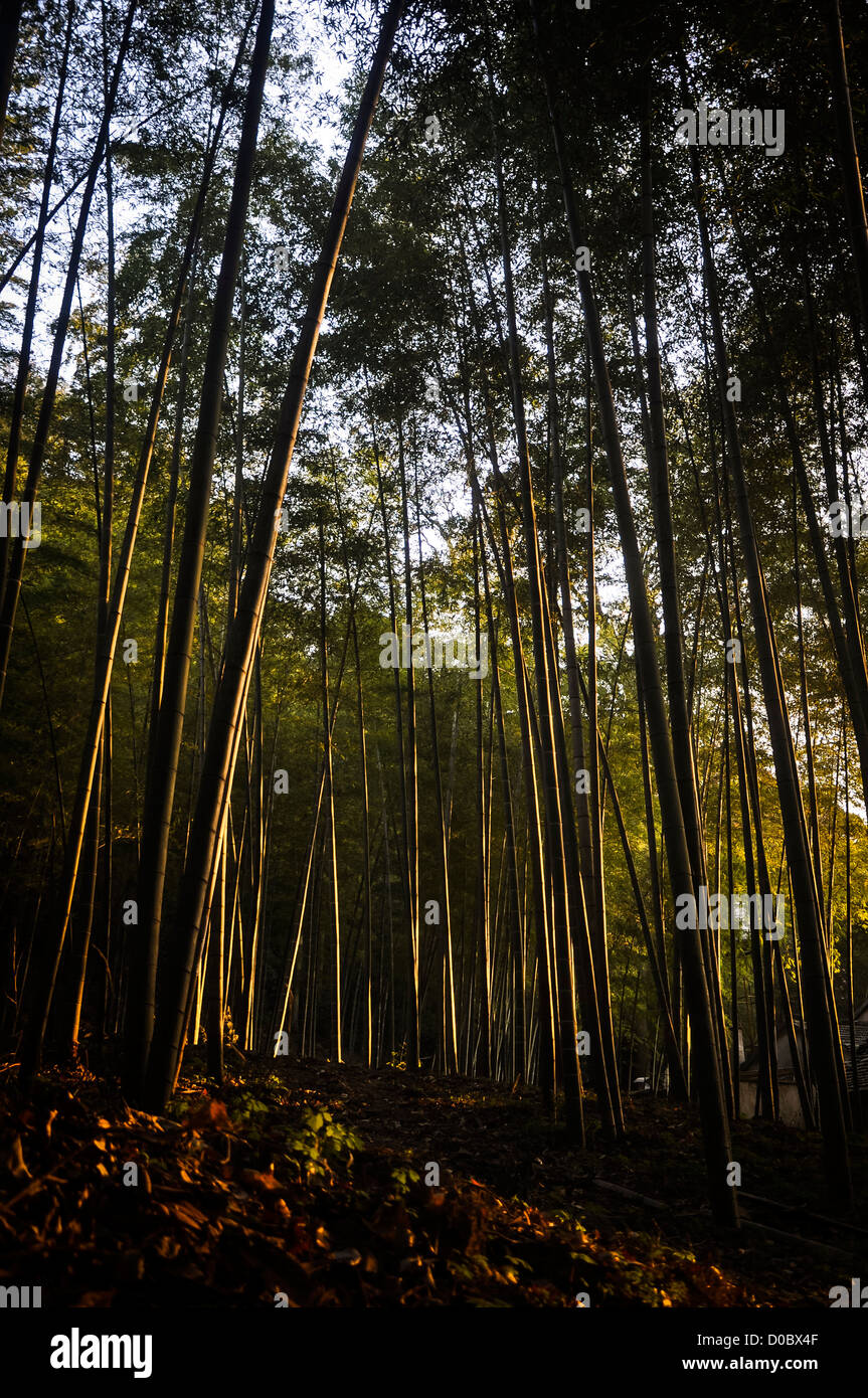 Bamboo forest in Hangzhou, Zhejiang region in China. Bamboo is very ...