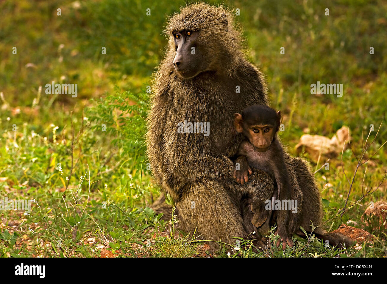 Baboon Mother and Child Stock Photo - Alamy