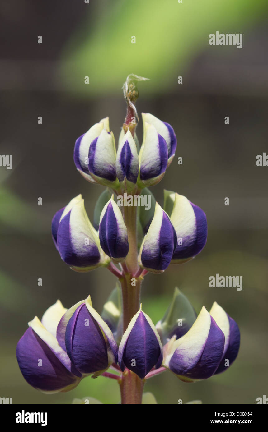 Lupin flower spike hi-res stock photography and images - Alamy