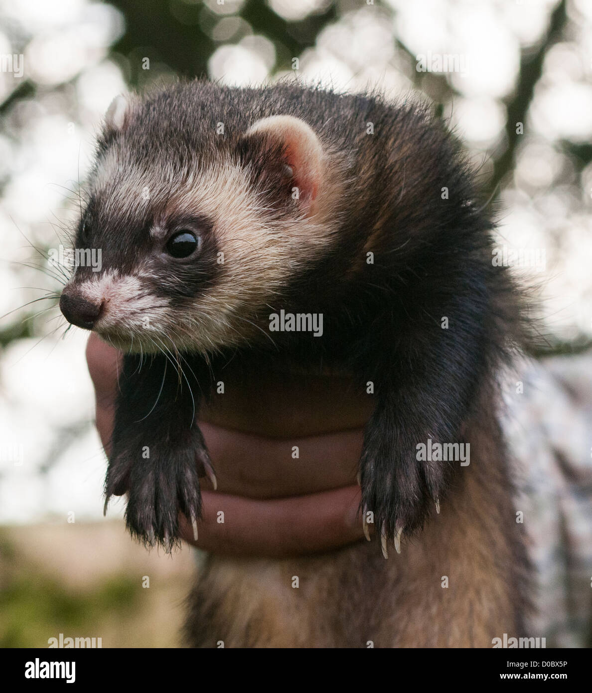 Ferrets in hand hi-res stock photography and images - Alamy
