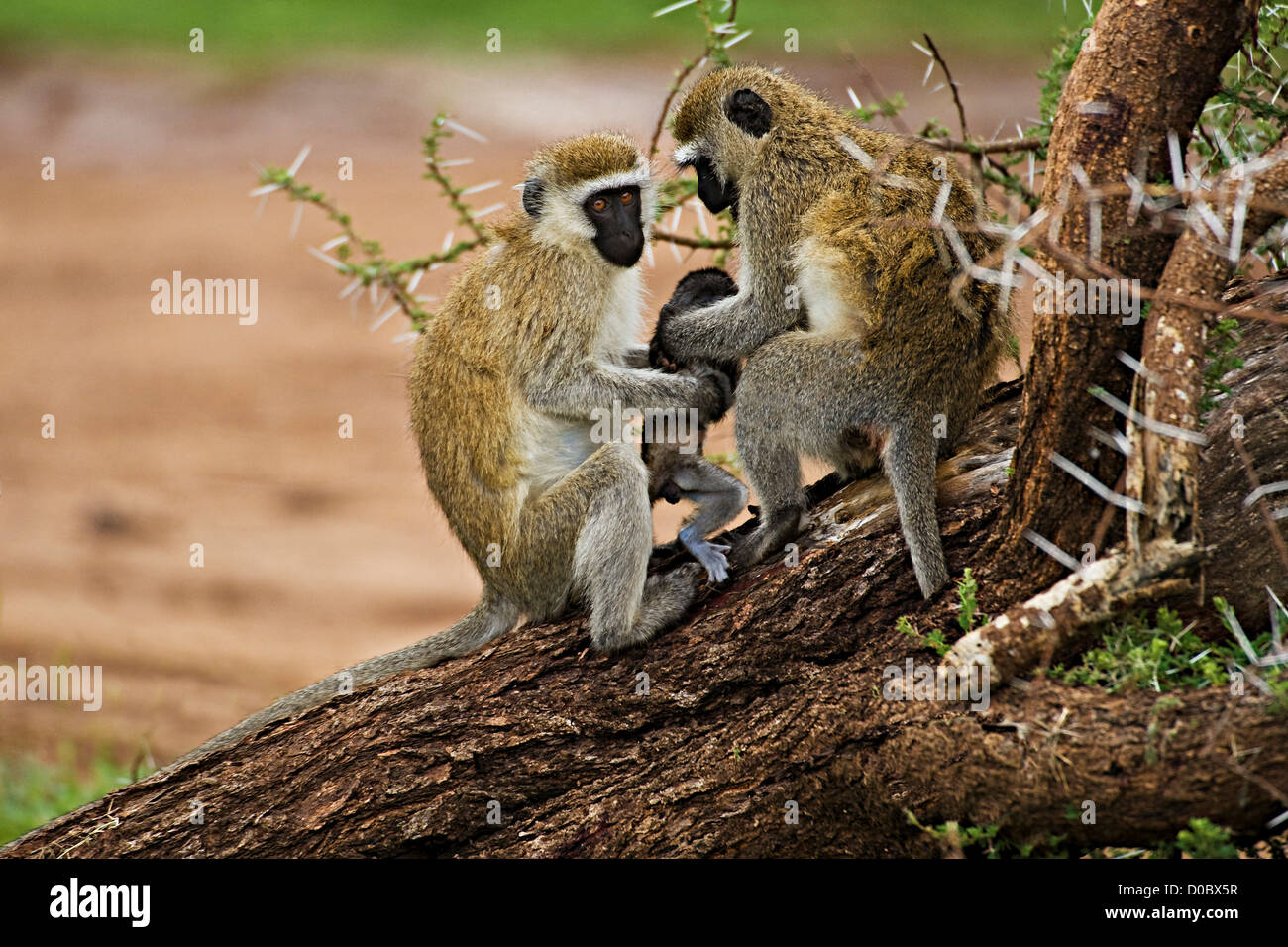 Vervet Monkey Parents Stock Photo - Alamy