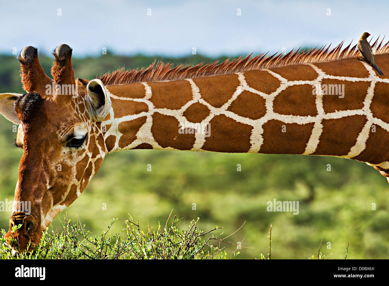 Bird Grooming Giraffe Stock Photo - Alamy