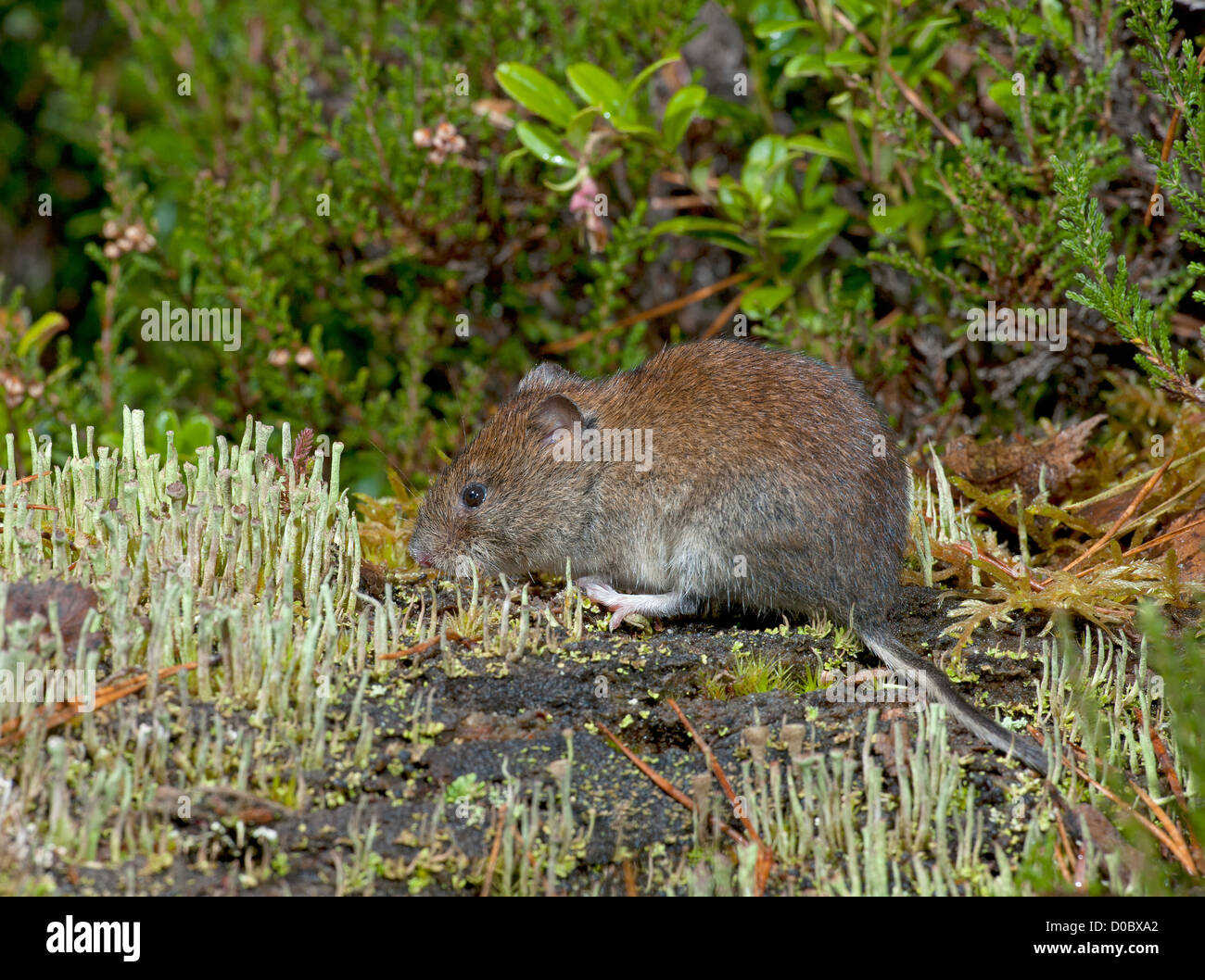 Uk forrest night hi-res stock photography and images - Alamy