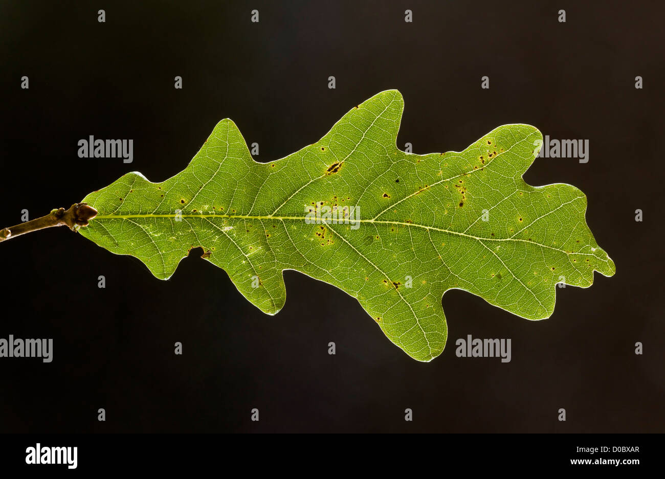 Pedunculate Oak Plants Plant Quercus Robur High Resolution Stock ...