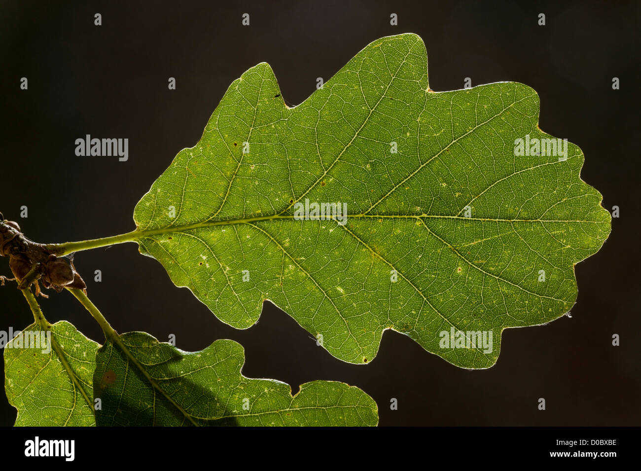 Sessile Oak tree leaves (Quercus petraea) close-up Stock Photo - Alamy