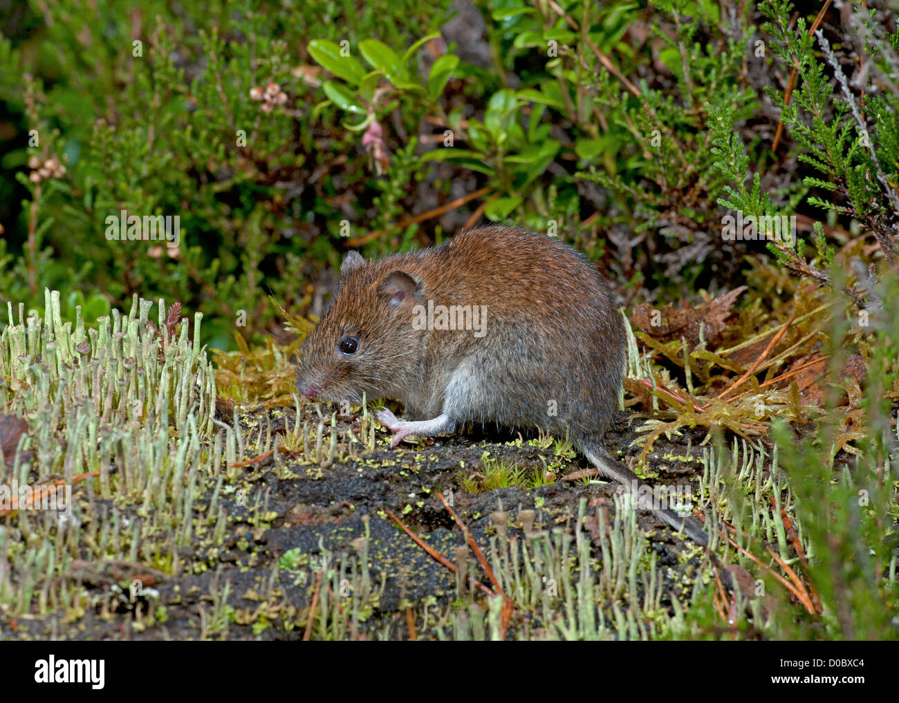 Voles uk night hi-res stock photography and images - Alamy