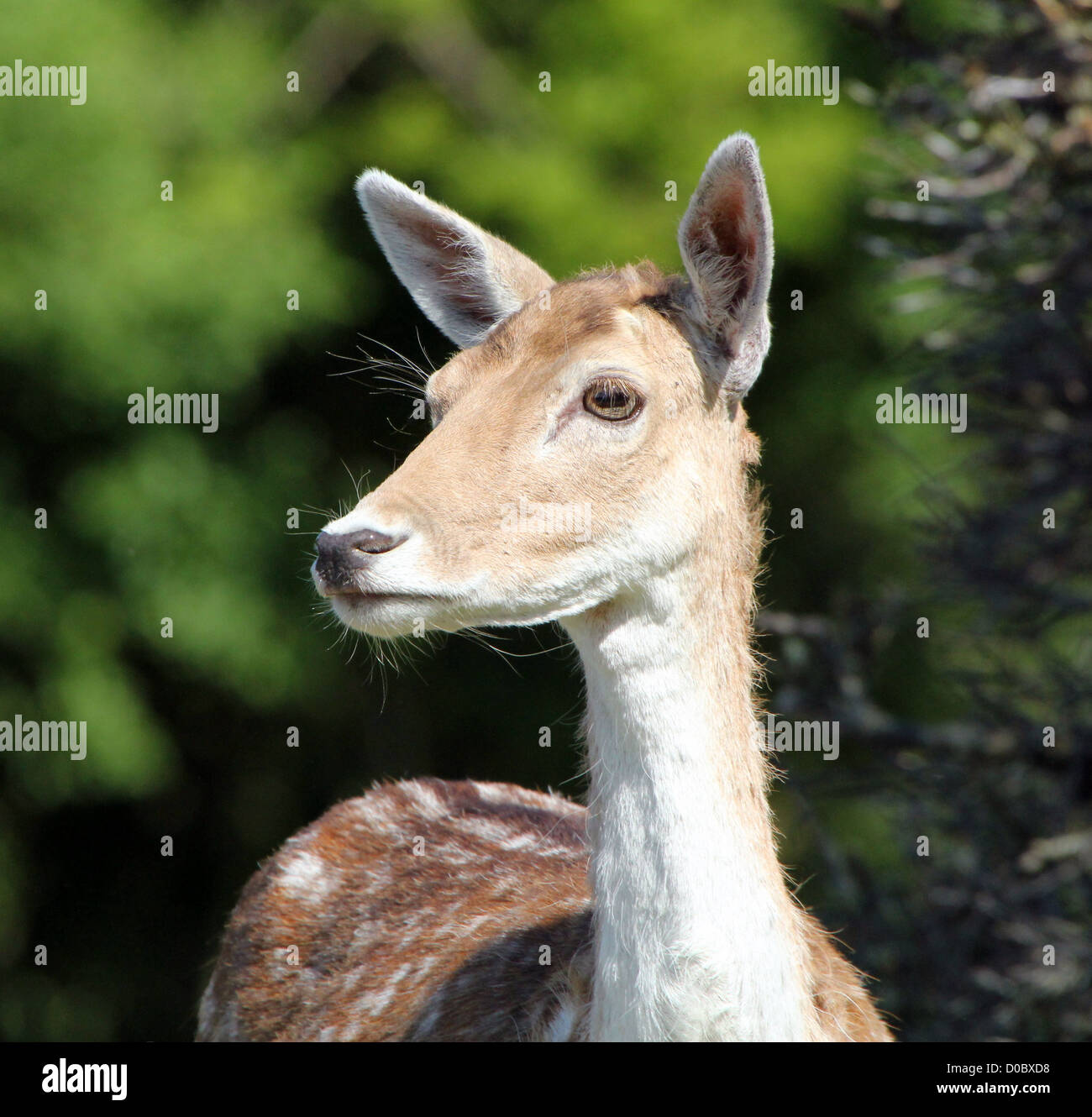 Female fallow dear hi-res stock photography and images - Alamy