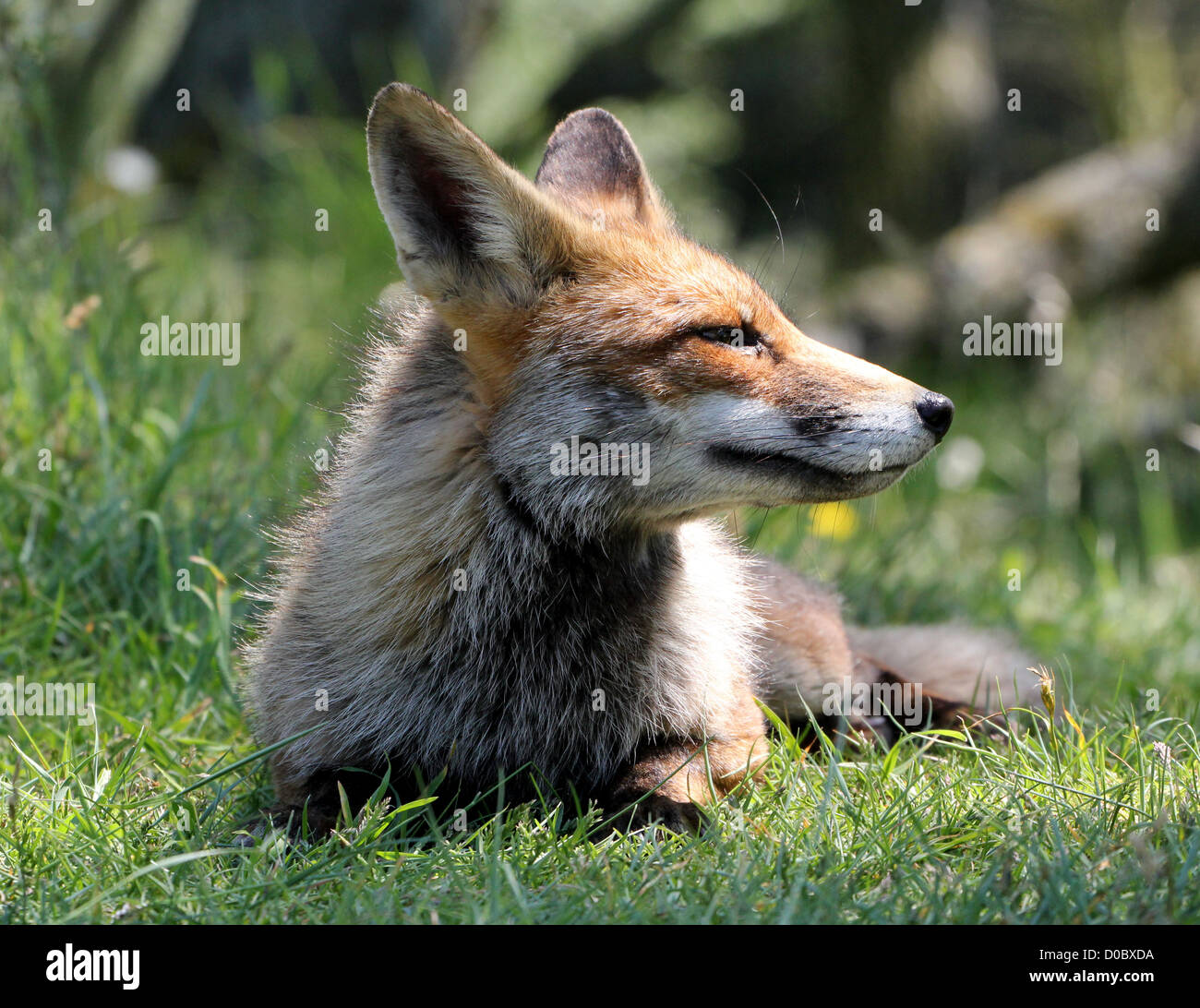 Fox lying in grass hi-res stock photography and images - Alamy