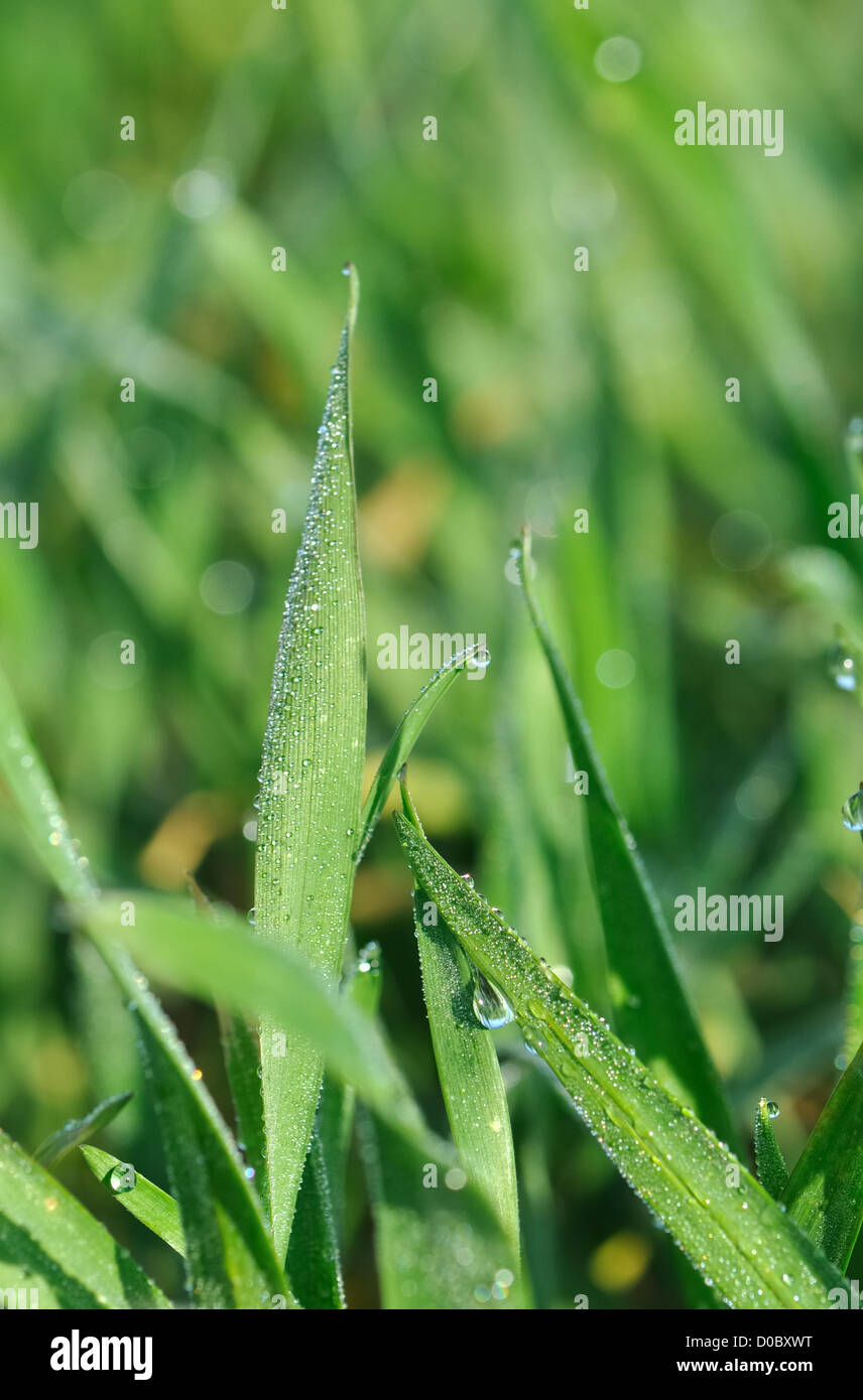 Wheat sprigs hi-res stock photography and images - Alamy