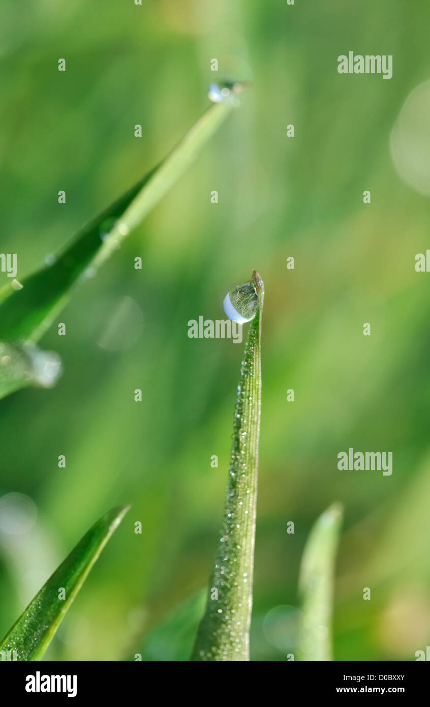 Sprig of wheat hi-res stock photography and images - Alamy