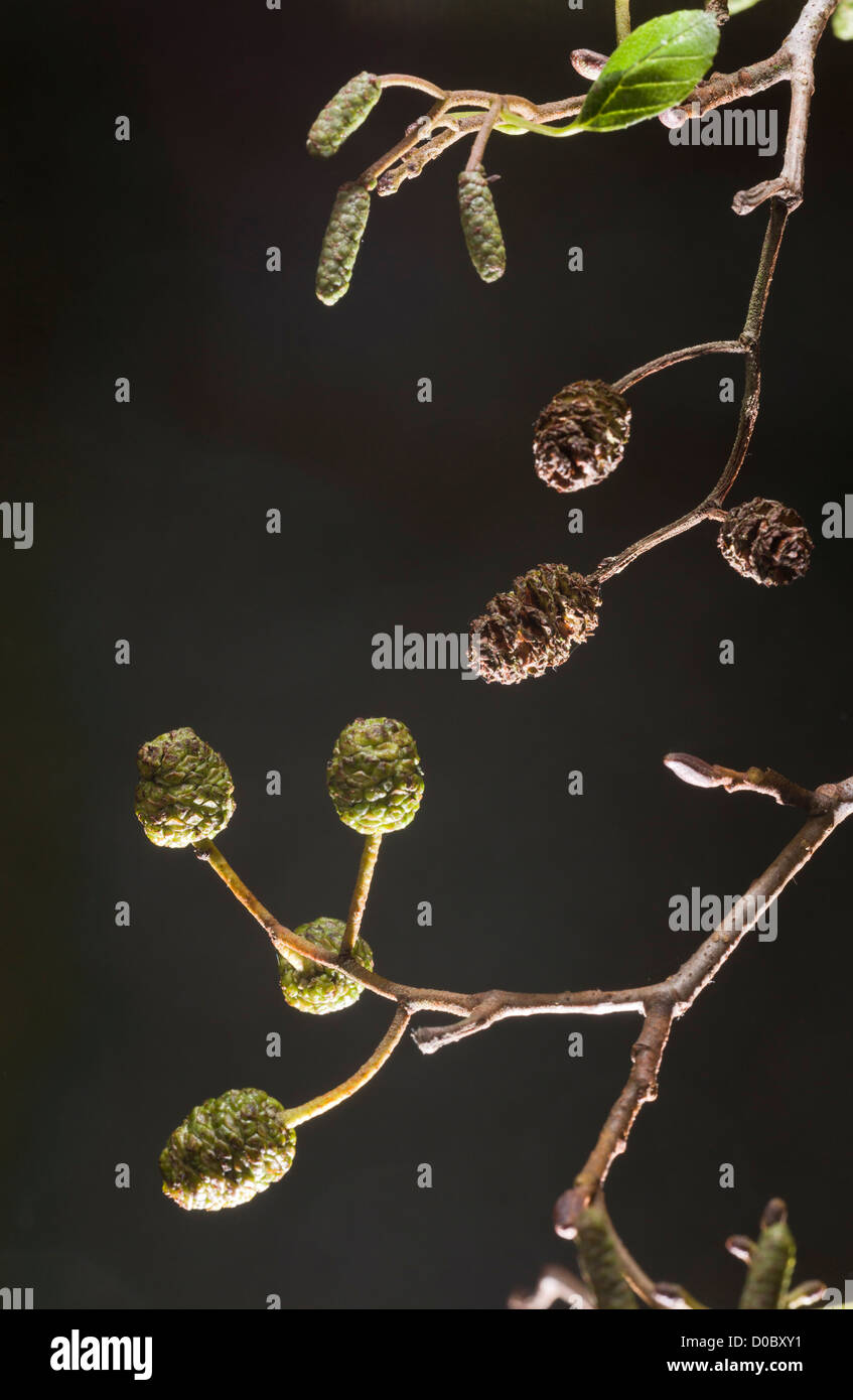 Common Alder (Alnus glutinosa) female cones and young male catkins, in ...