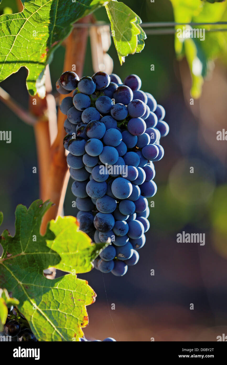 Grape clusters in the sunlight Stock Photo - Alamy
