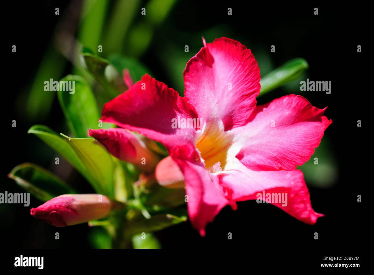 Hibiscus flower Bali Indonesia Stock Photo - Alamy