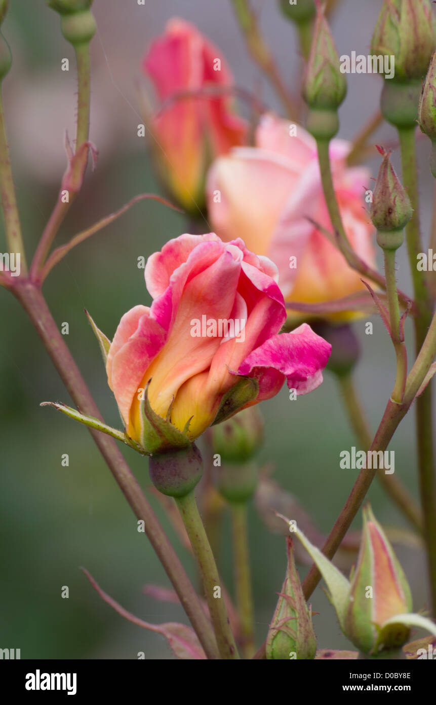 Irish rose hi-res stock photography and images - Alamy