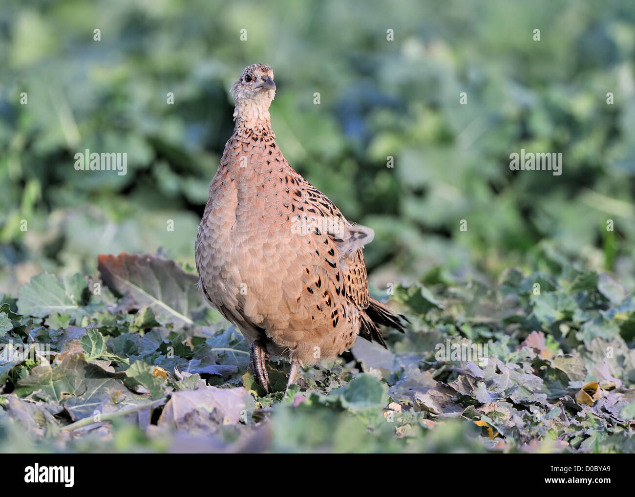 Common hen pheasant Stock Photo - Alamy