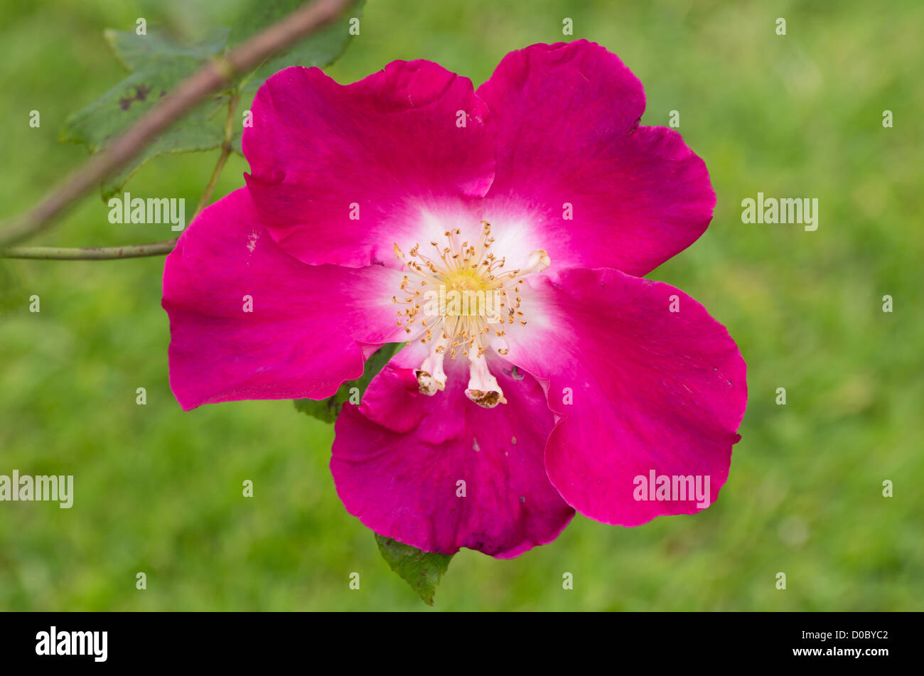 Modern shrub rose hi-res stock photography and images - Alamy