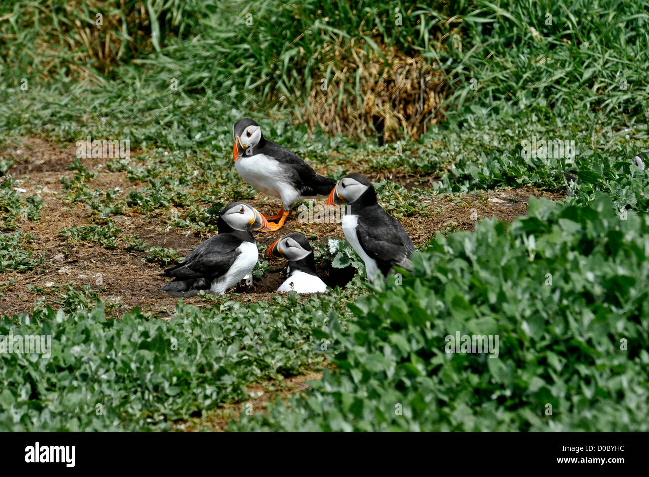 One down the hole and three watching - English Puffins Stock Photo - Alamy